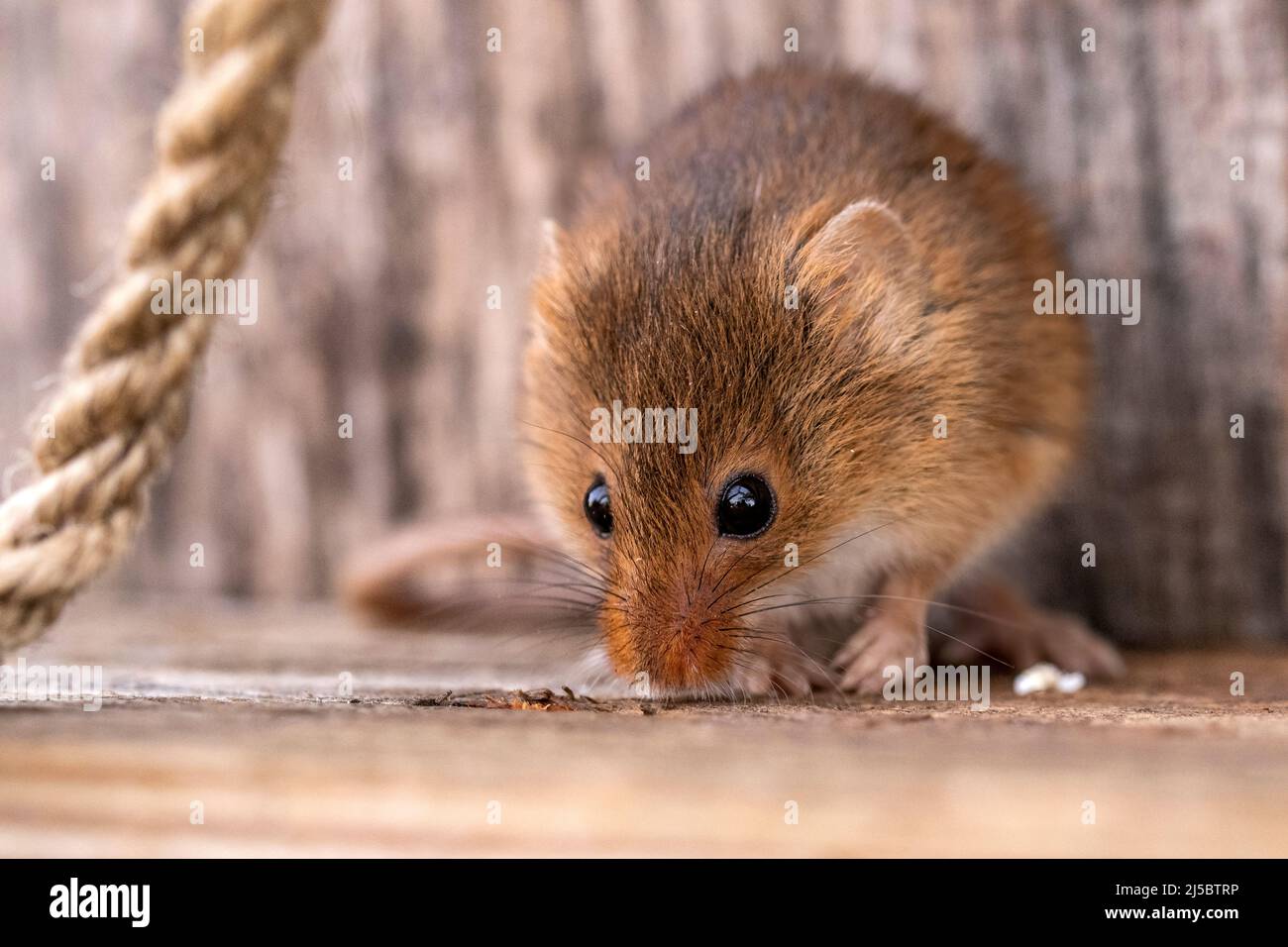 A close up image of a Harvest Mouse inside a toolshed Stock Photo - Alamy