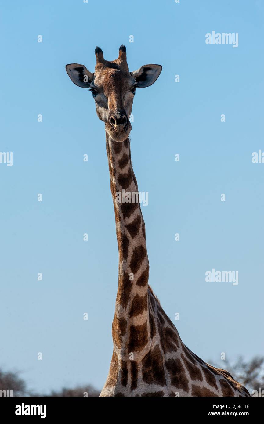 Closeup of the neck of an Angolan Giraffe - Giraffa giraffa angolensis ...