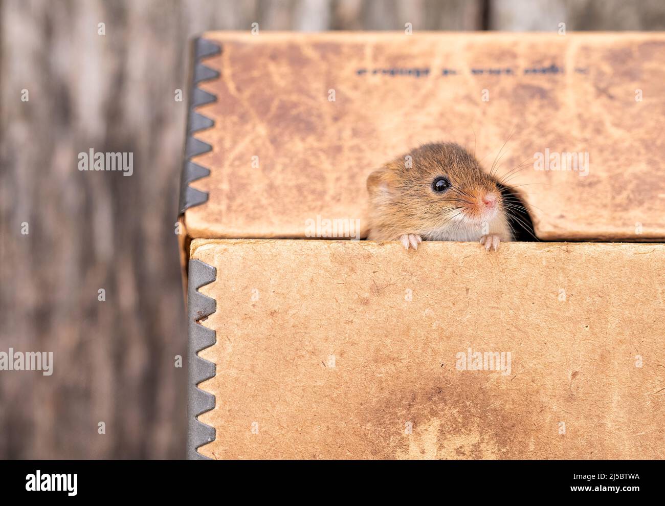 Peeping out of a box hi-res stock photography and images - Alamy