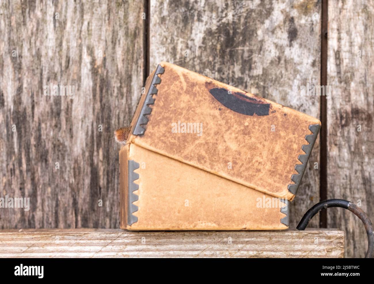 Peeping out of a box hi-res stock photography and images - Alamy