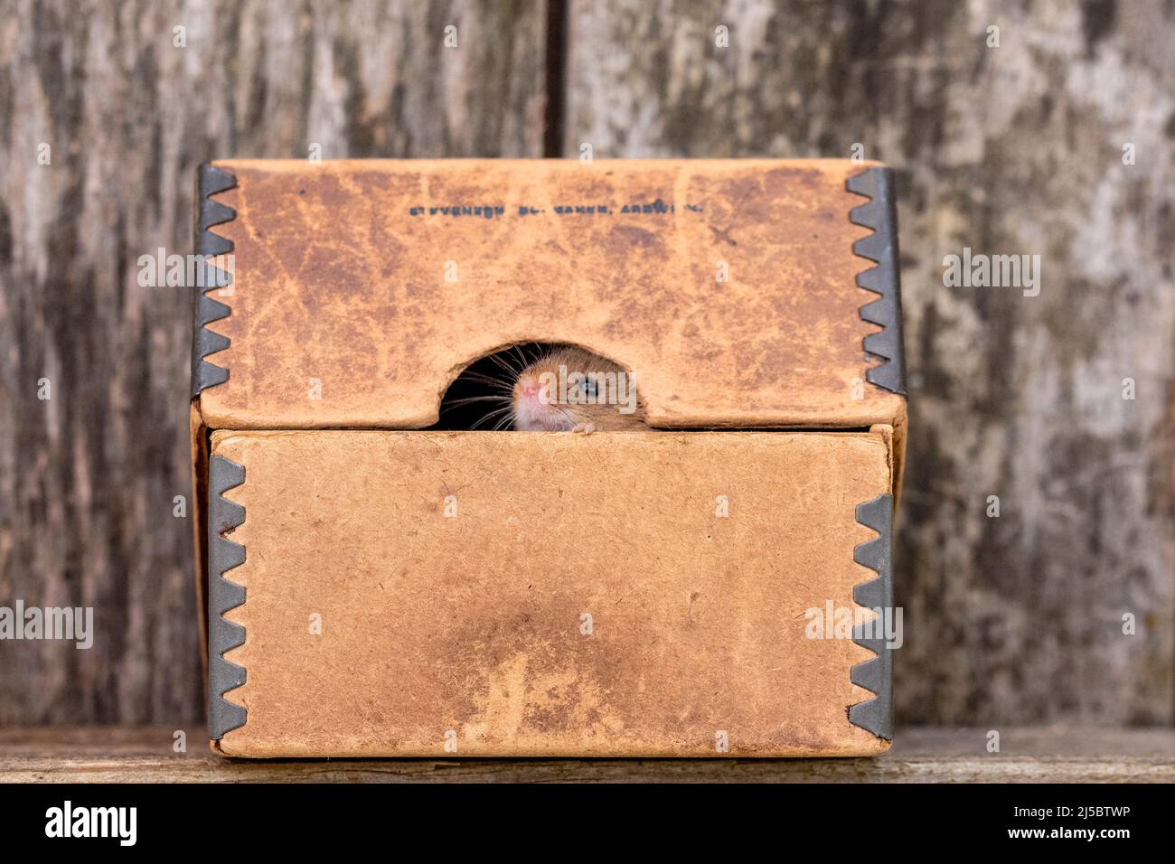 Peeping out of a box hi-res stock photography and images - Alamy