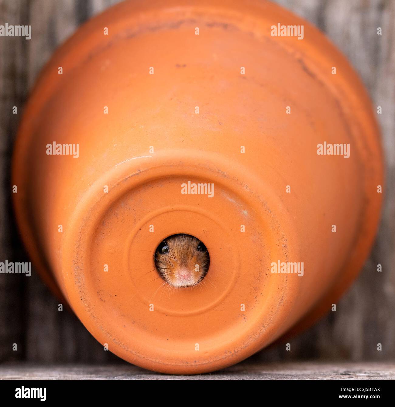 Peeping out of a box hi-res stock photography and images - Alamy