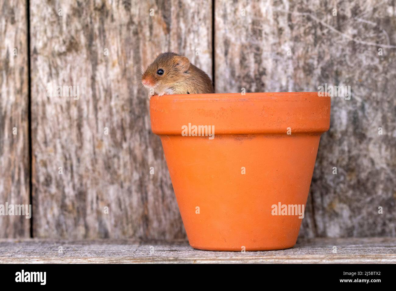 A Harvest Mouse peeps out from a small plant pot Stock Photo - Alamy