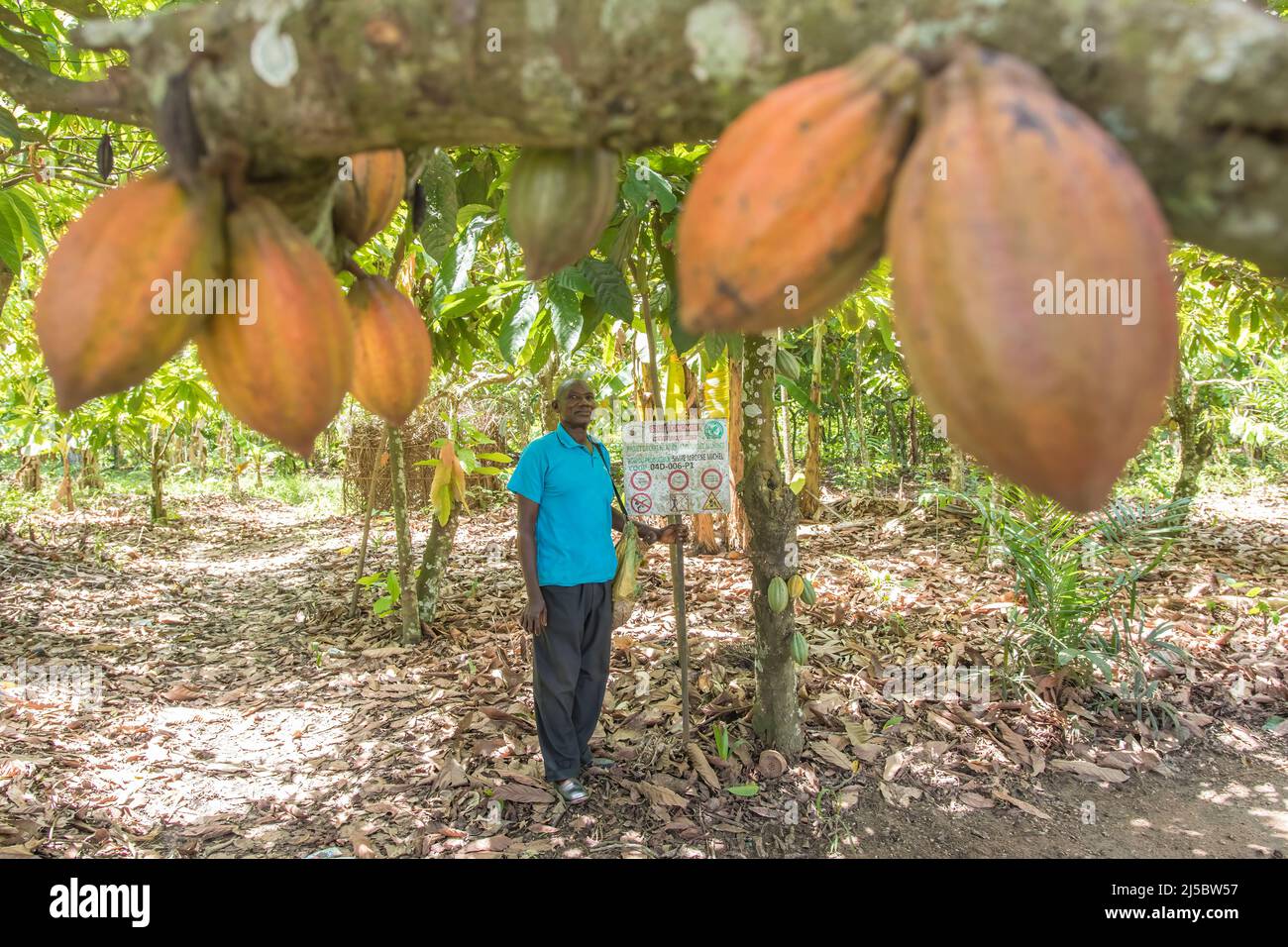 Cocoa farmer in his field, Cameroon Stock Photo - Alamy