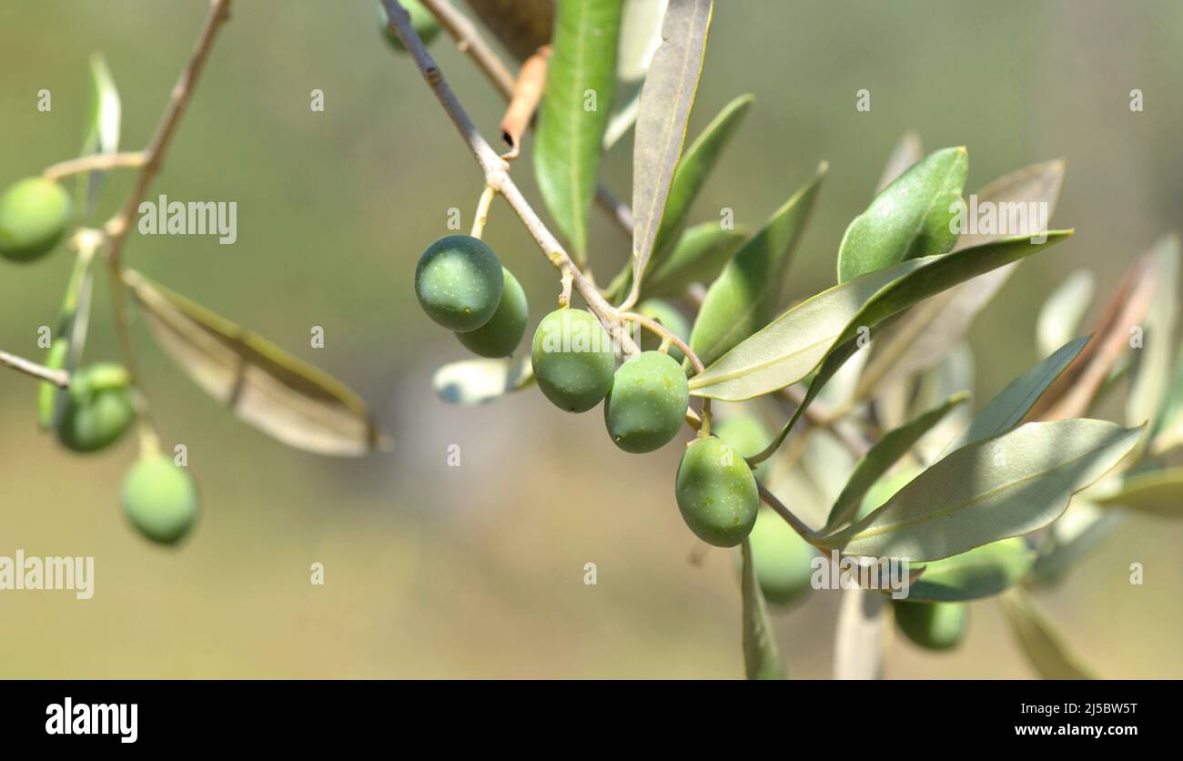 closeup on fresh olive growing in a branch of the tree Stock Photo - Alamy