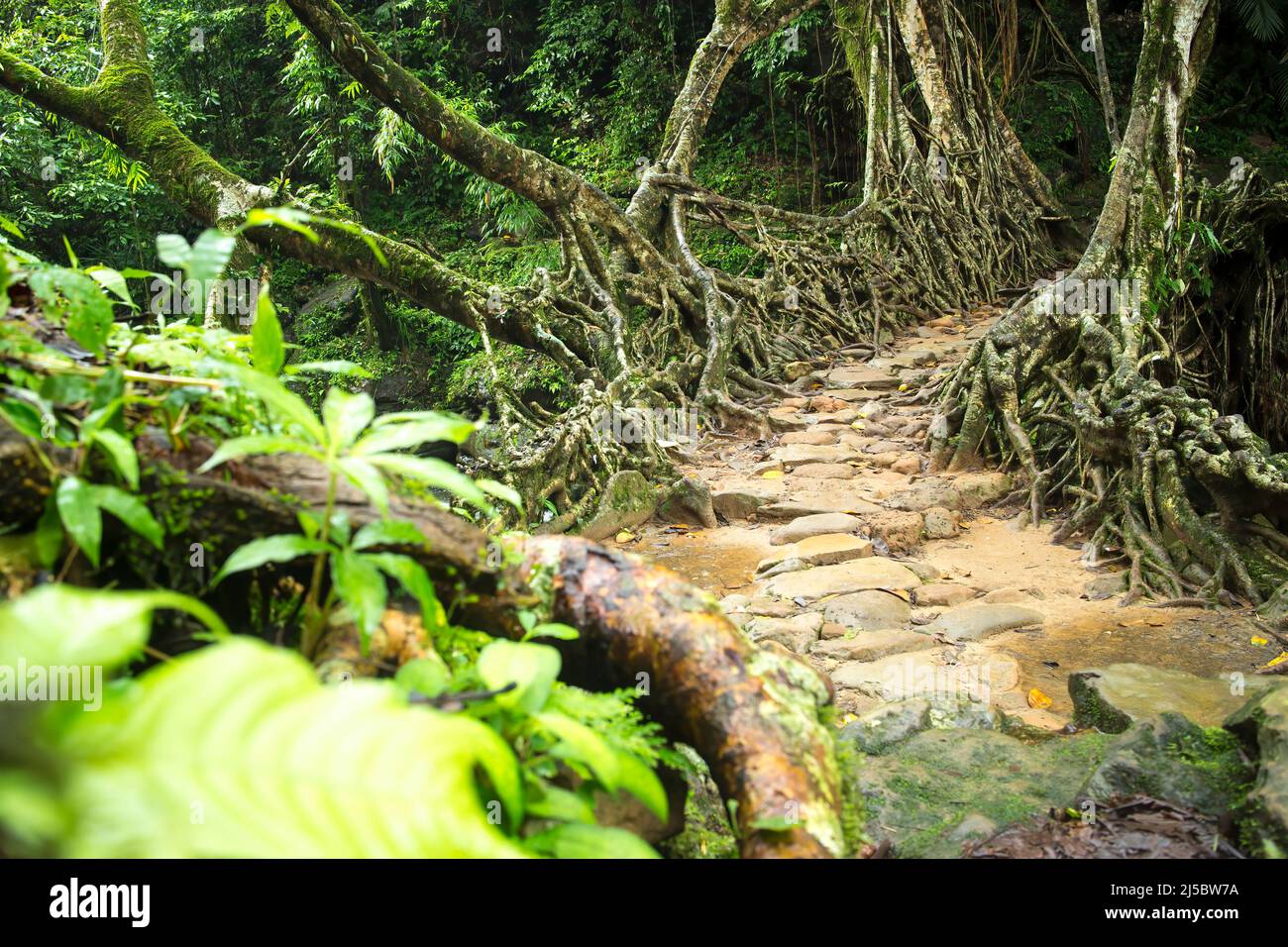 Meghalaya root bridges, India Stock Photo - Alamy