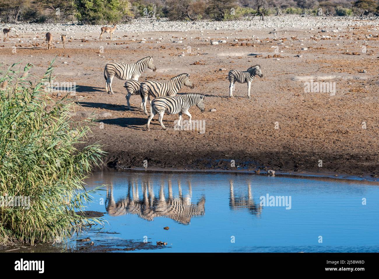 Quagga type hi-res stock photography and images - Alamy
