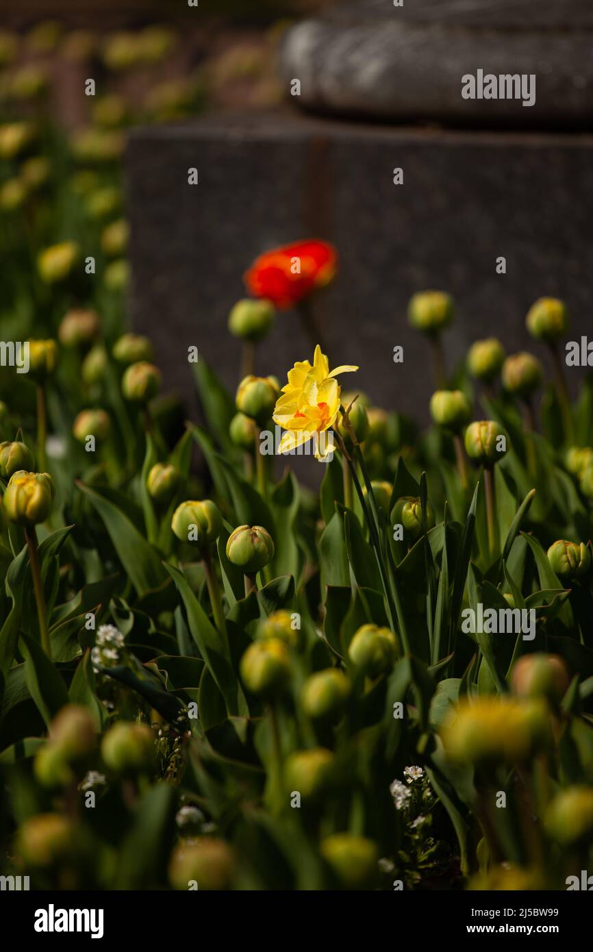 Sharp flowers blurred garden hi-res stock photography and images - Alamy