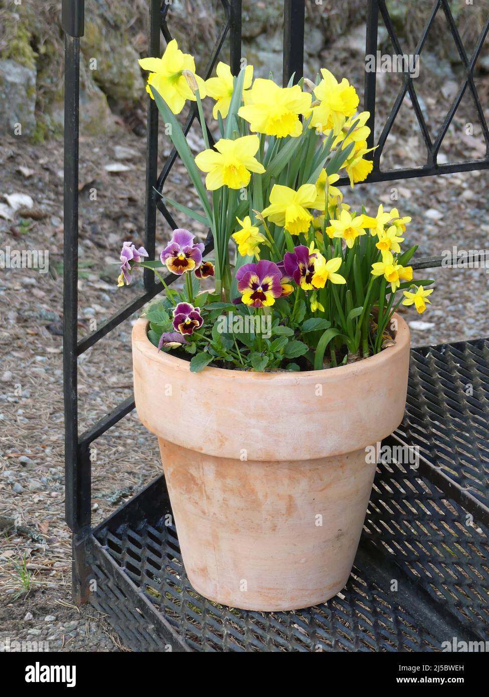 Spring flower pot hi-res stock photography and images - Alamy