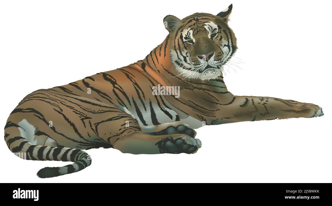 Siberian tiger panthera tigris tigris Stock Vector Images - Alamy