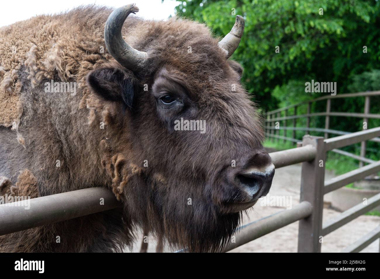 bison head in zoo animal park outdoor Stock Photo - Alamy