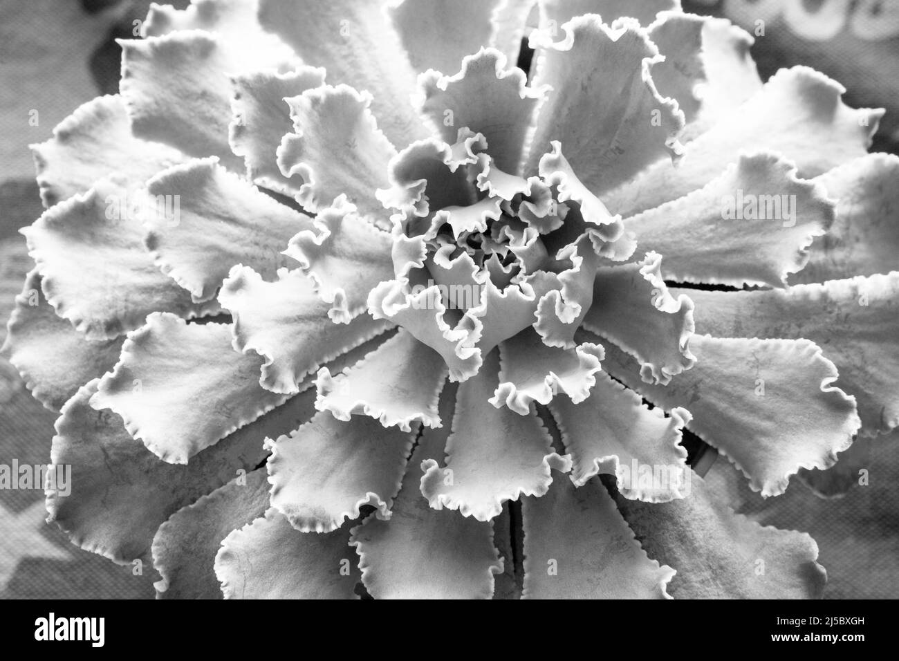 Succulent echeveria elegans Black and White Stock Photos & Images - Alamy