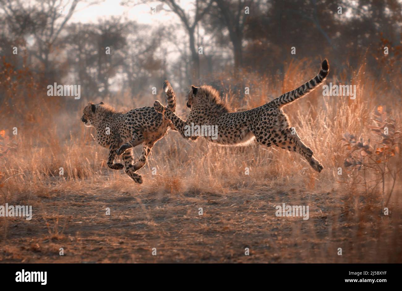Two cheetahs chasing each other. SOUTH AFRICA: GORGEOUS pictures of a ...