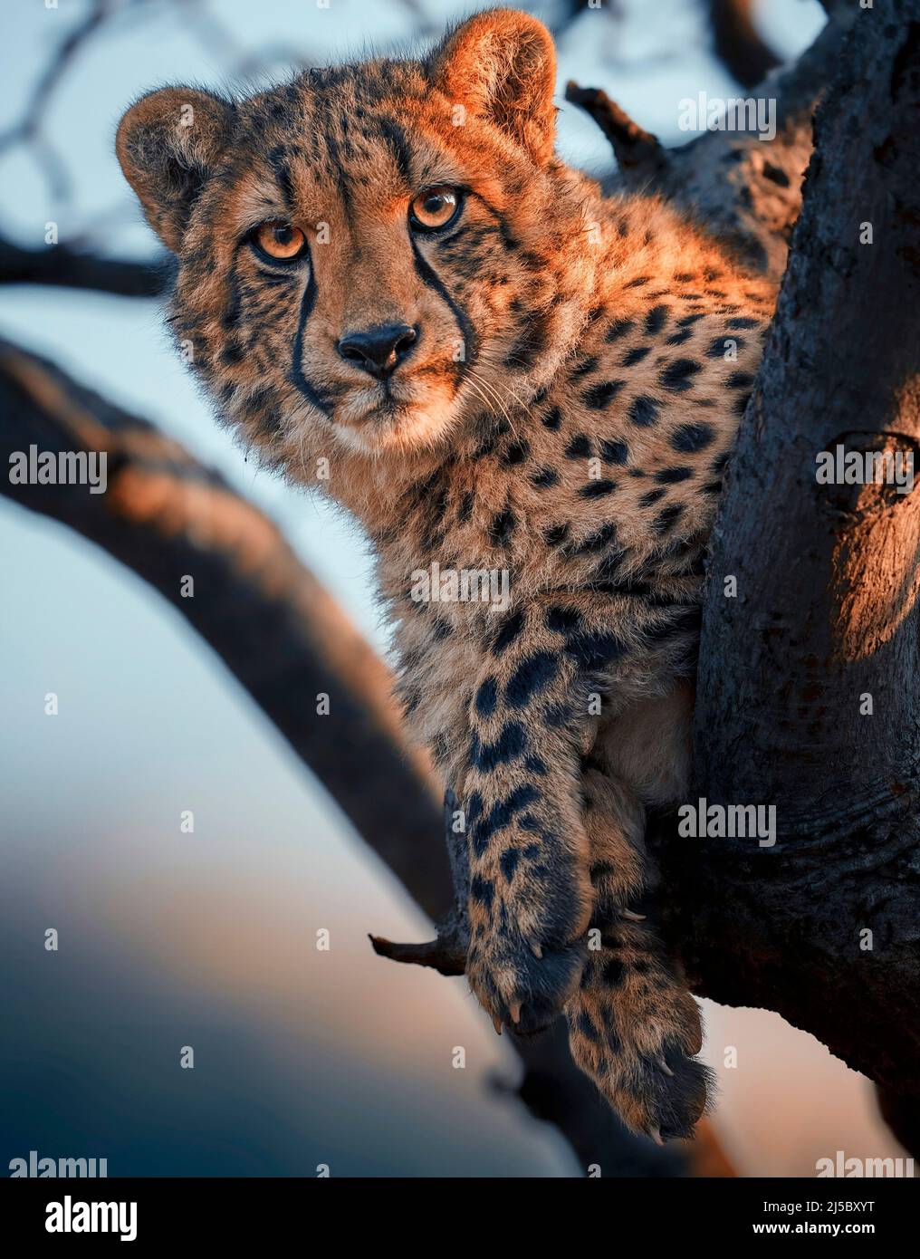 A cheetah hanging off a tree branch. SOUTH AFRICA: GORGEOUS pictures of ...