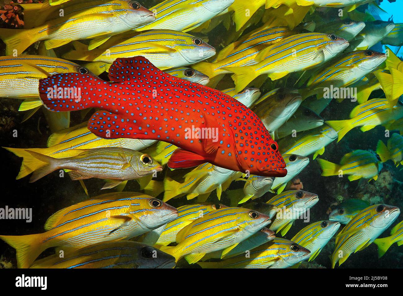 Coral trout hi-res stock photography and images - Alamy
