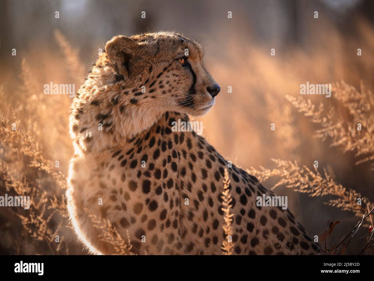A cheetah looking back. SOUTH AFRICA: GORGEOUS pictures of a coalition ...