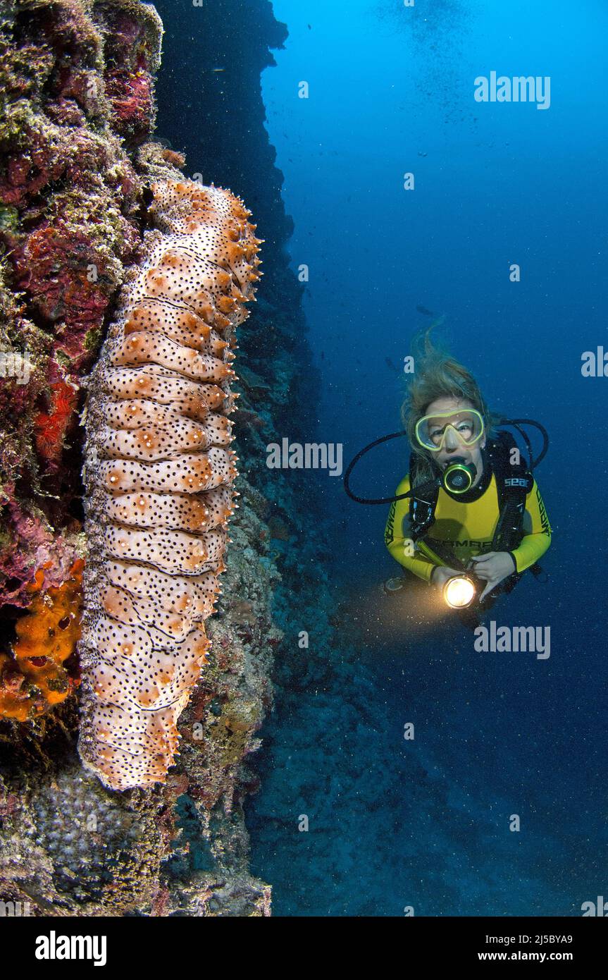 Seegurke malediven hi-res stock photography and images - Alamy