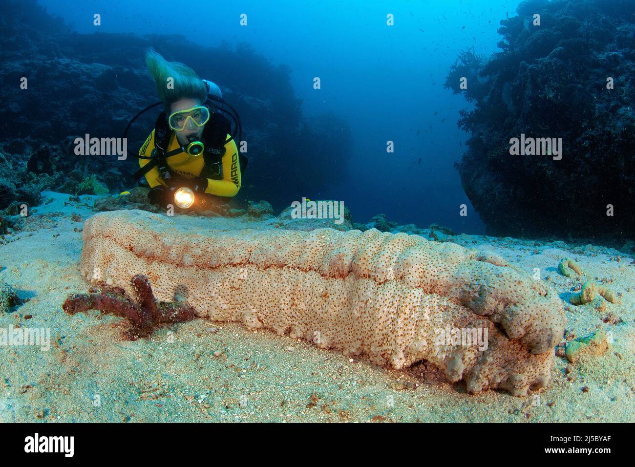 Seegurke malediven hi-res stock photography and images - Alamy