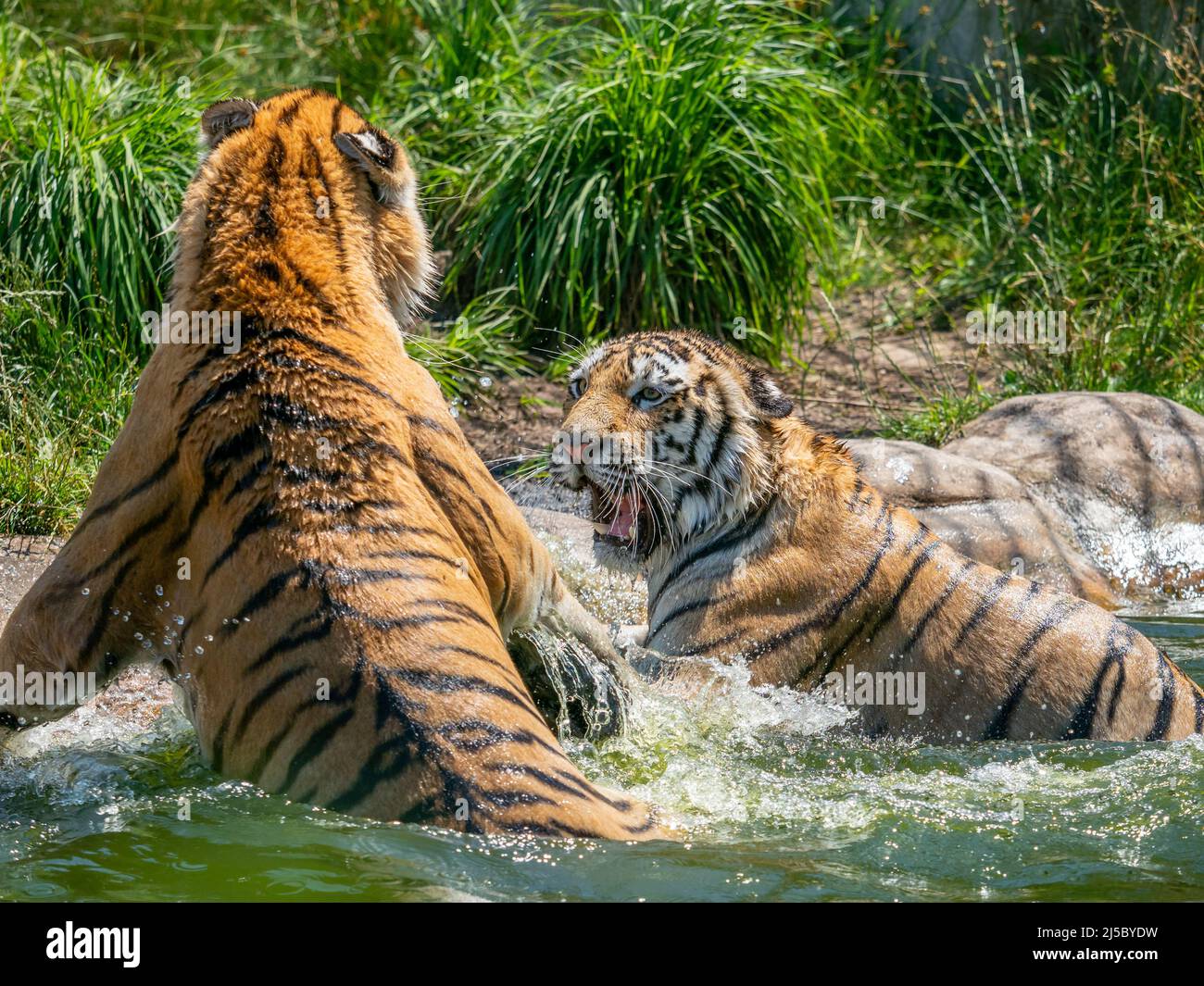 Baby Tigers Playing In Water