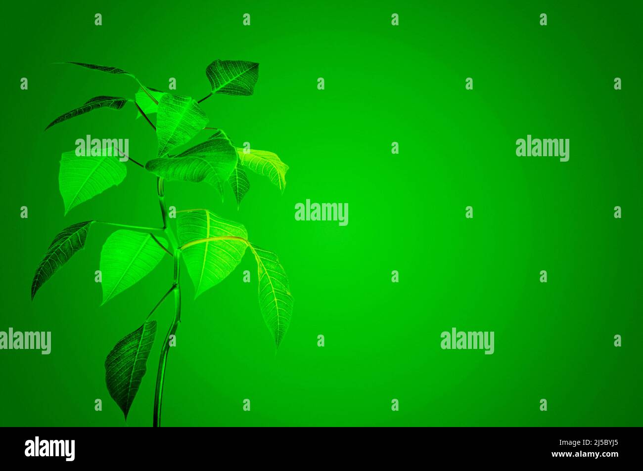 green plant on green background, green transition concept Stock Photo ...