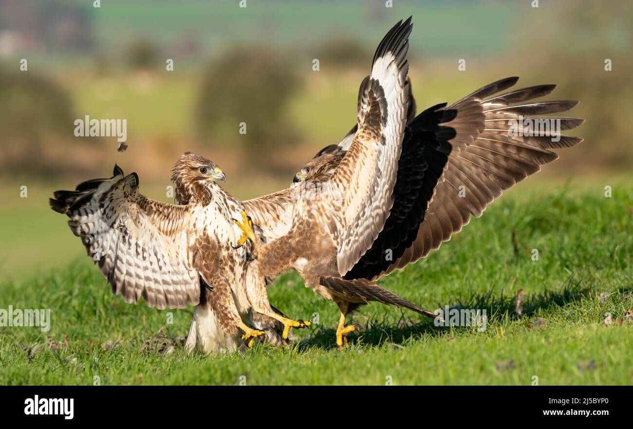 One buzzard sinks its talons into the others chest. WILTSHIRE, UK ...