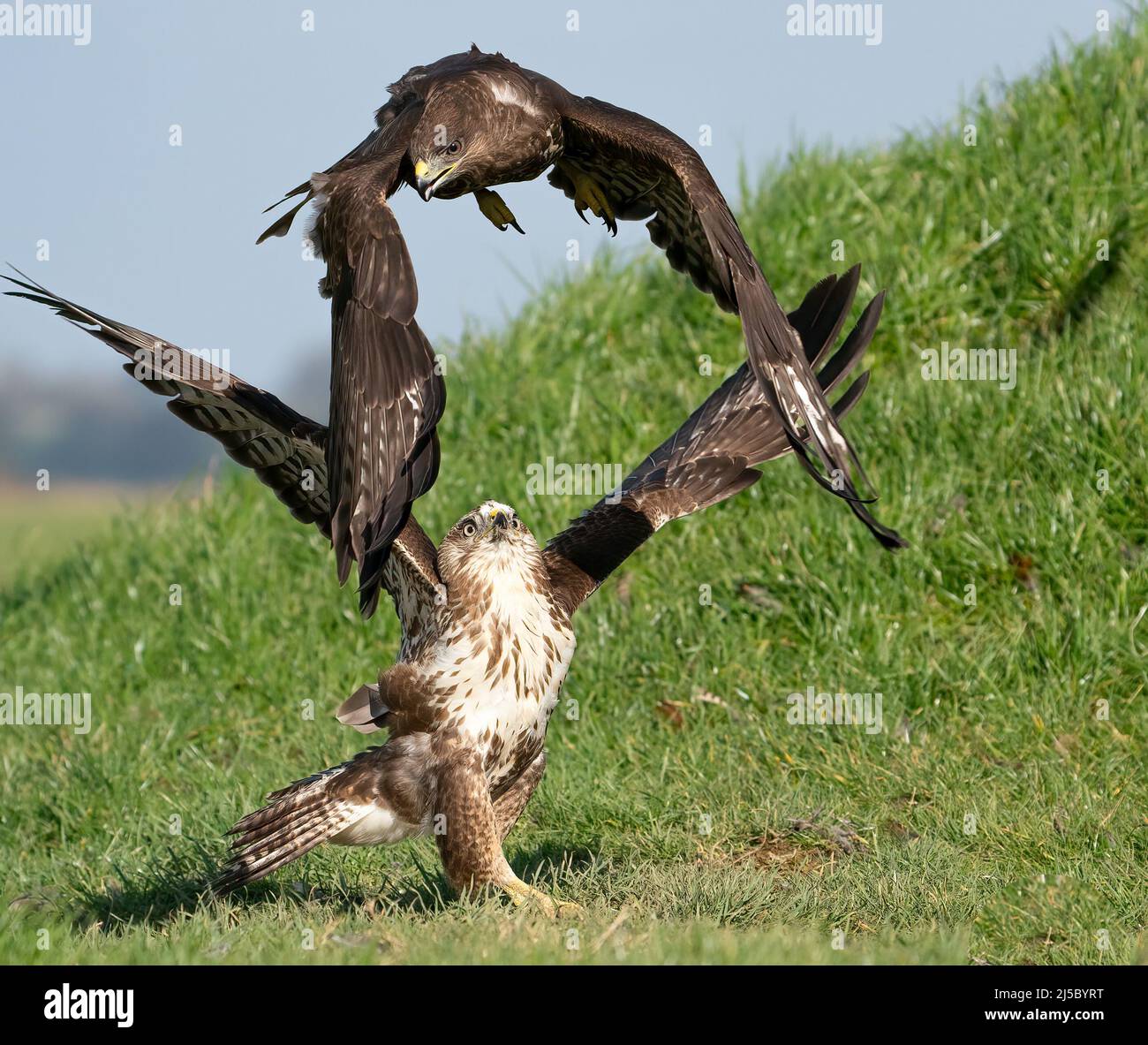 A buzzard flying over the head of the other as it marches with its ...