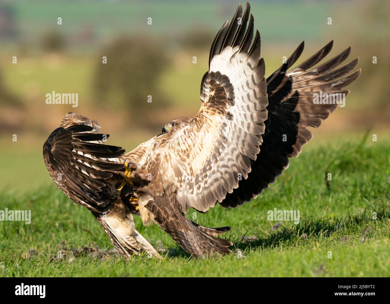 One buzzard stumbled back as the other attacks it. WILTSHIRE, UK ...