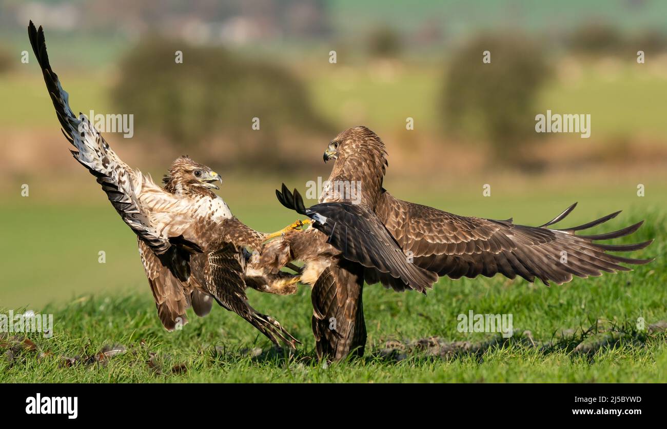 Two buzzards fight over a dead pheasant.WILTSHIRE, UK: FEARSOME ...