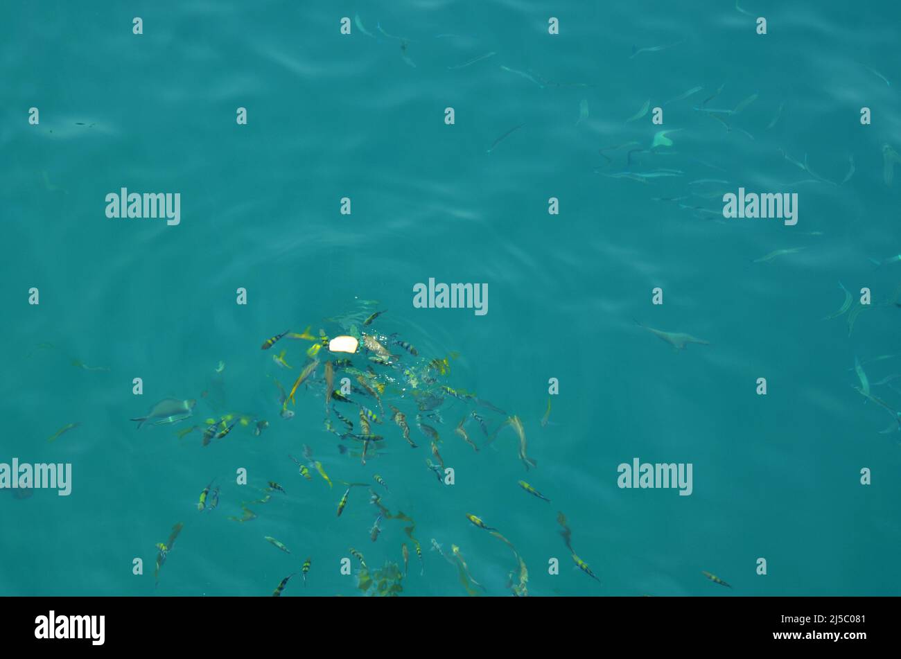 Clownfish or anemonefish and saltwater marine fish eating food from ...