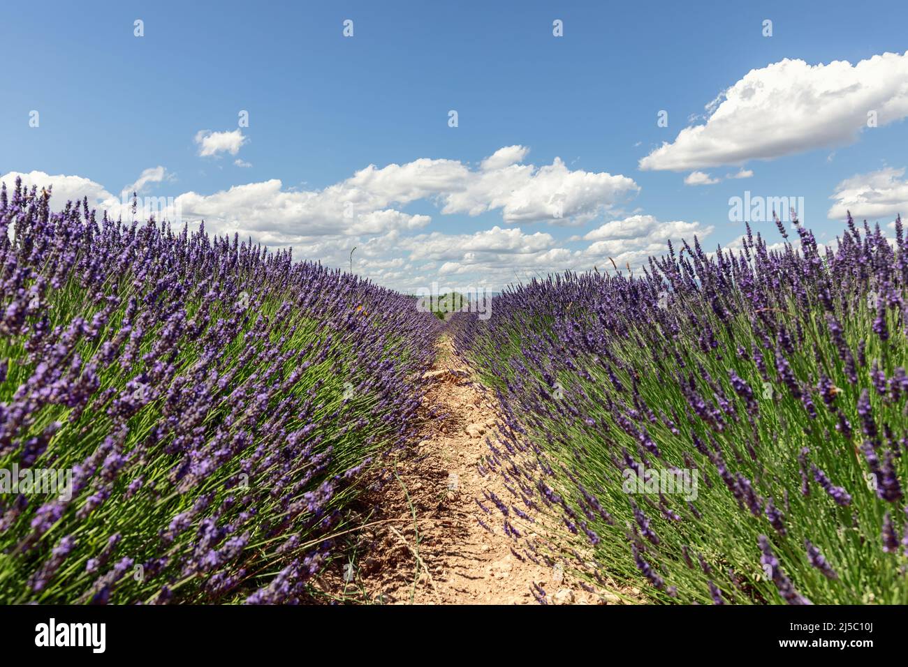 2 even rows of lavender bushes in bloom separated by a yellow gravel ...