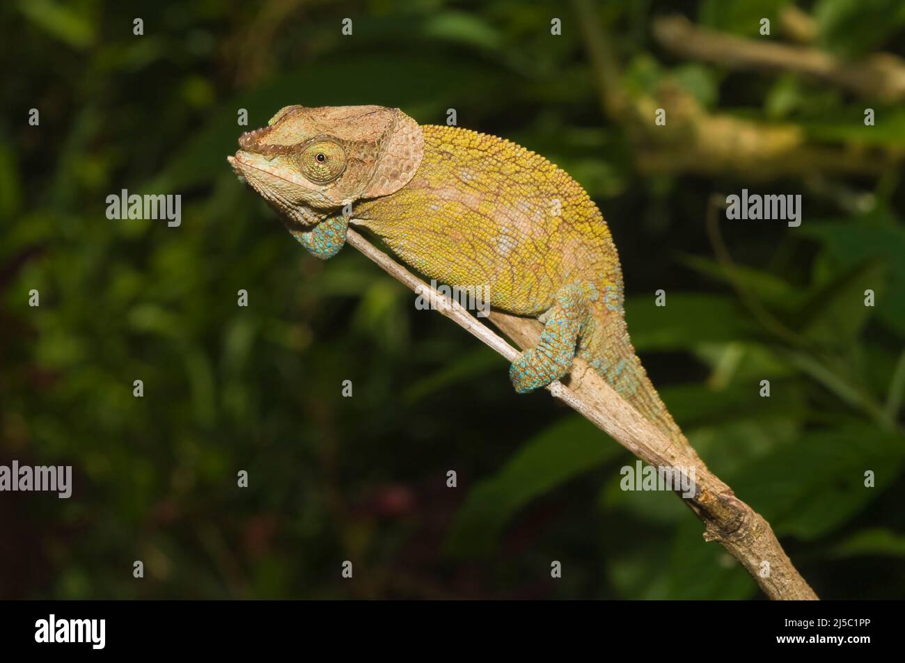 Elephant-eared Chameleon or Short-horned Chameleon (Calumma brevicornis ...