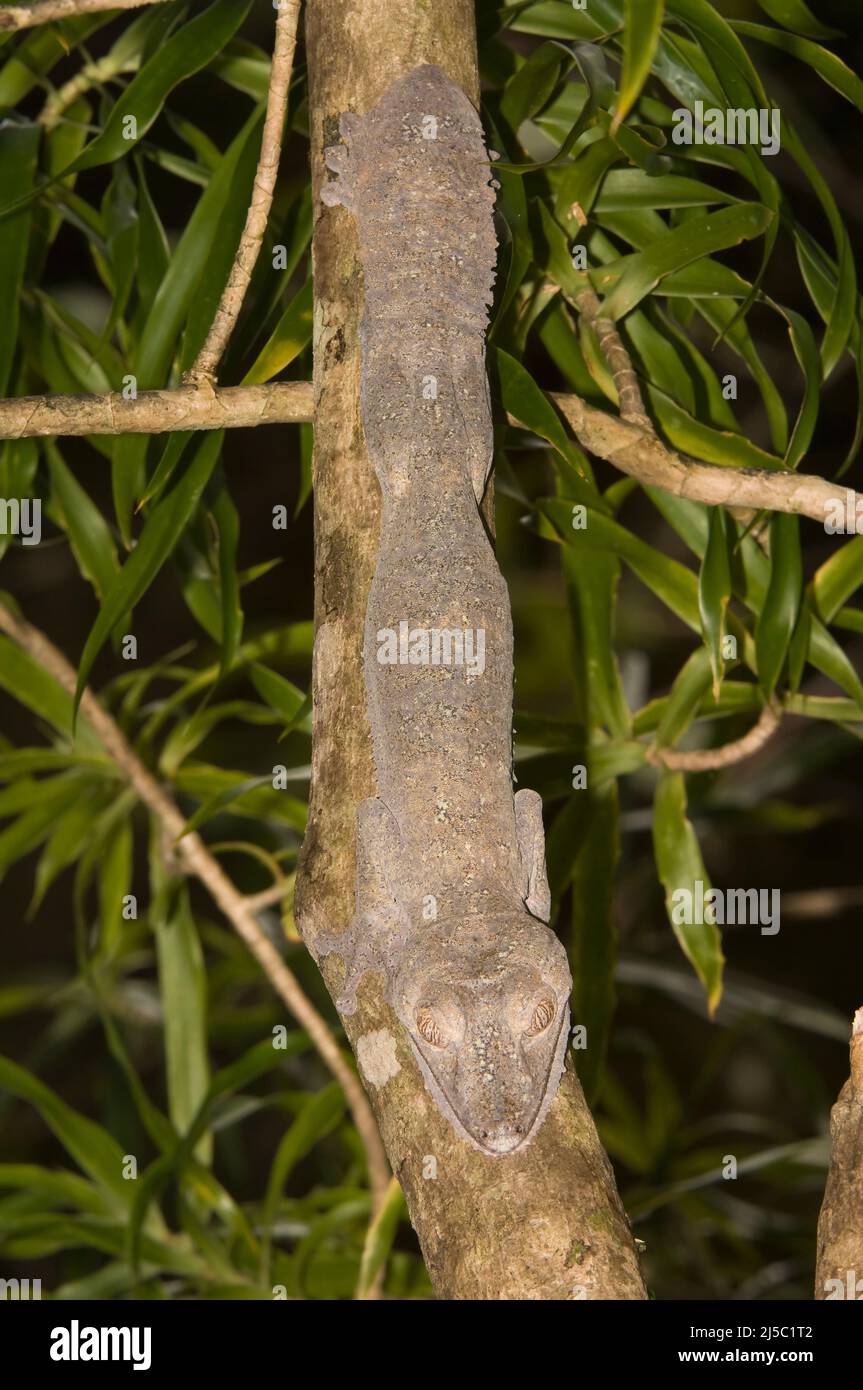 Leaf-tailed Gecko (Uroplatus fimbriatus), Endemic, Madagascar Stock ...