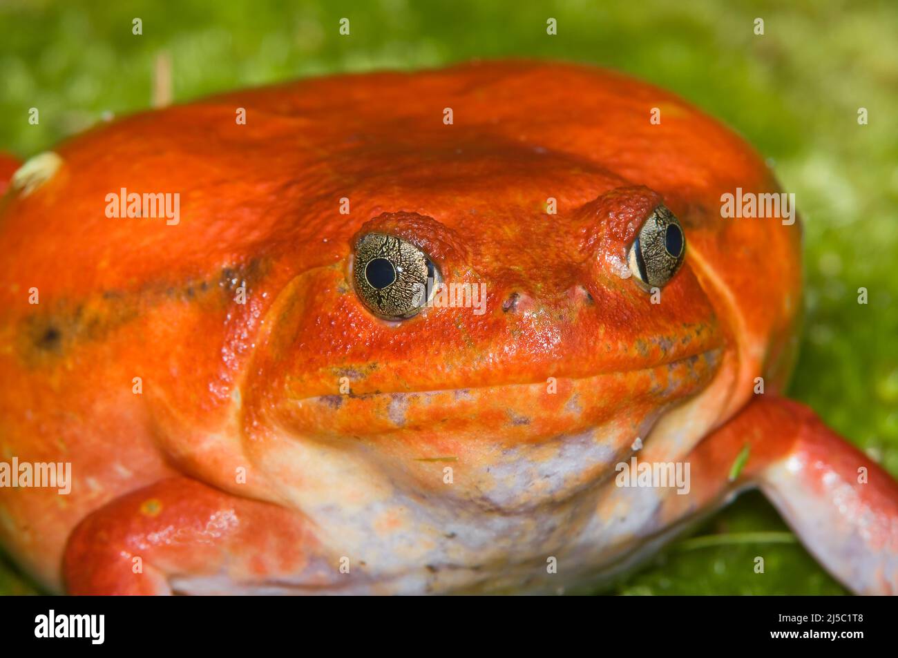 Tomato Frog or Crapaud Rouge de Madagascar (Dyscophus antongilii ...