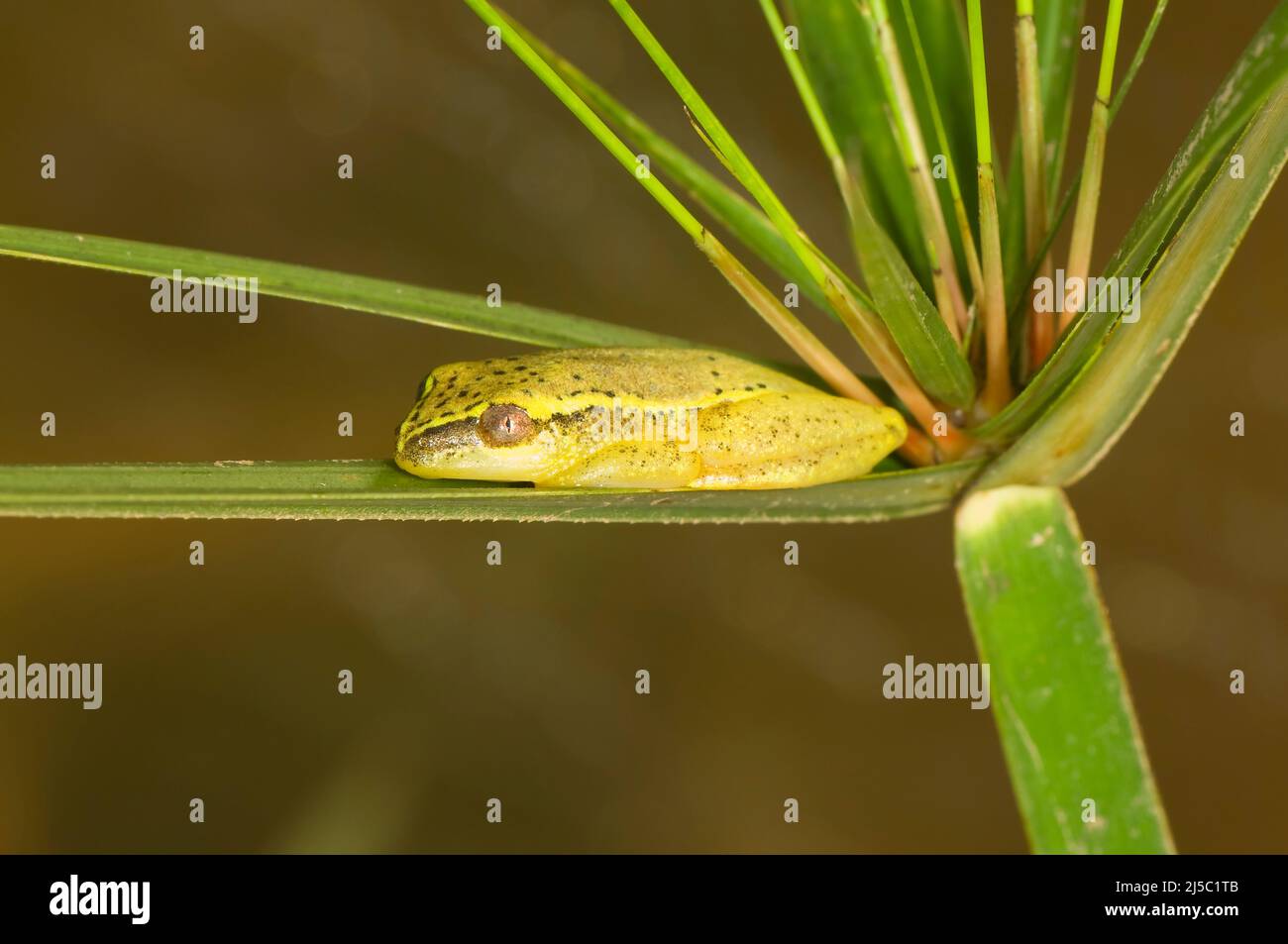 African tree frog hi-res stock photography and images - Alamy