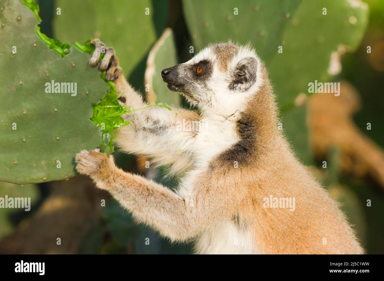 Ring-tailed Lemur (Lemur catta) feeding on cactus, Near Threatened ...