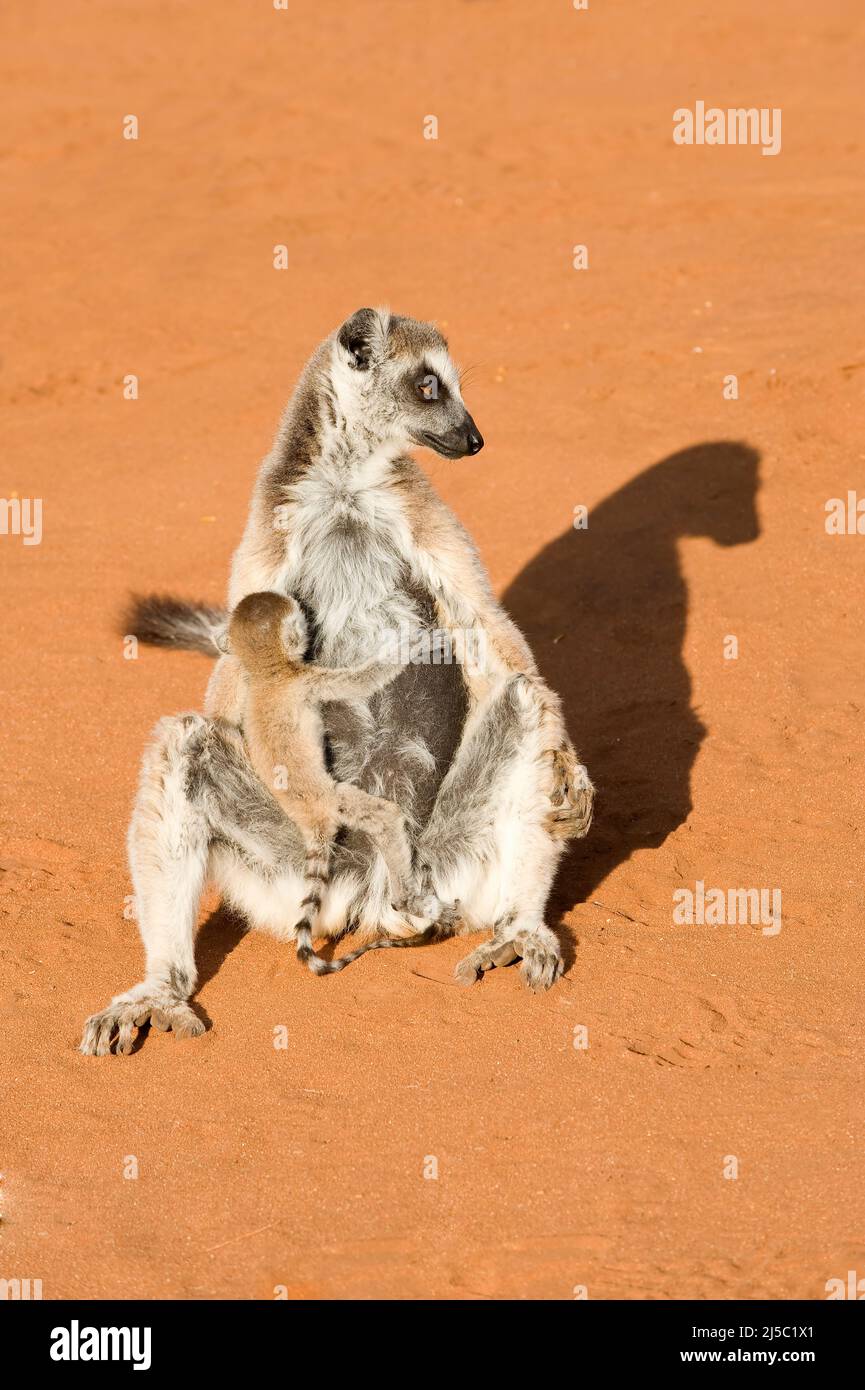 Ring tailed lemurs sunbathing hi-res stock photography and images - Alamy