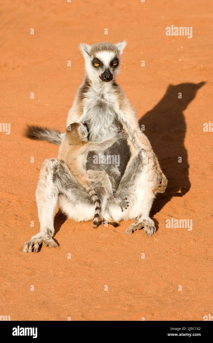 Ring-tailed Lemur (Lemur catta) sunbathing with a suckling cub, Near ...