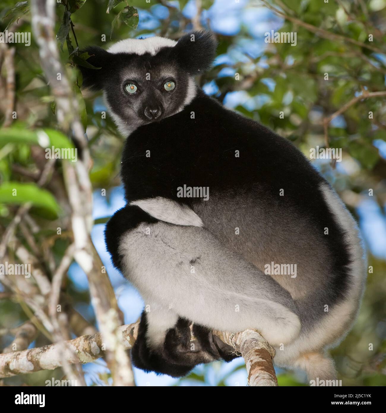 Indri indri indri in tree hi-res stock photography and images - Alamy