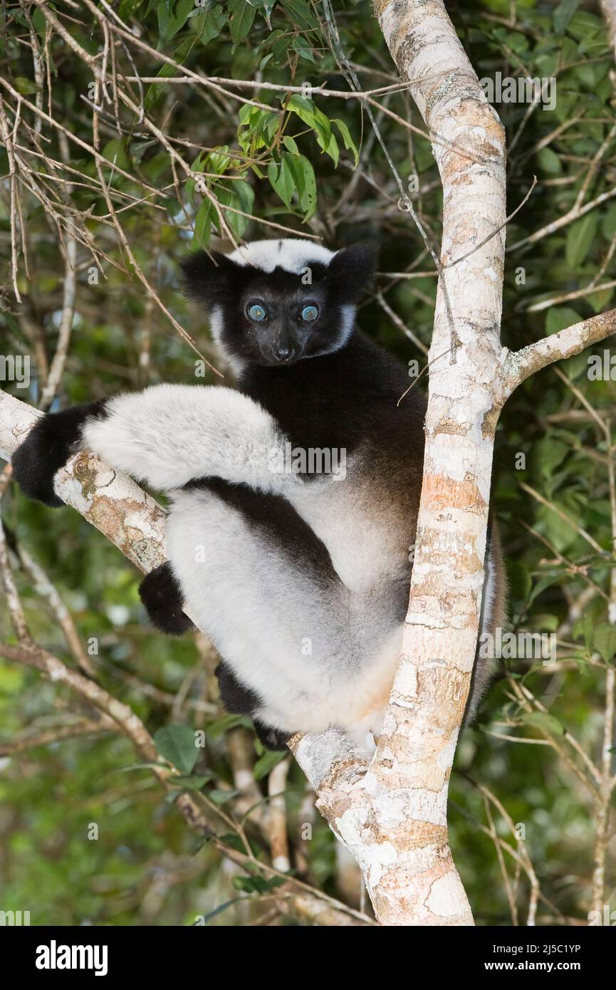 Indri or Babakoto (Indri indri) sitting in a tree, Perinet ...
