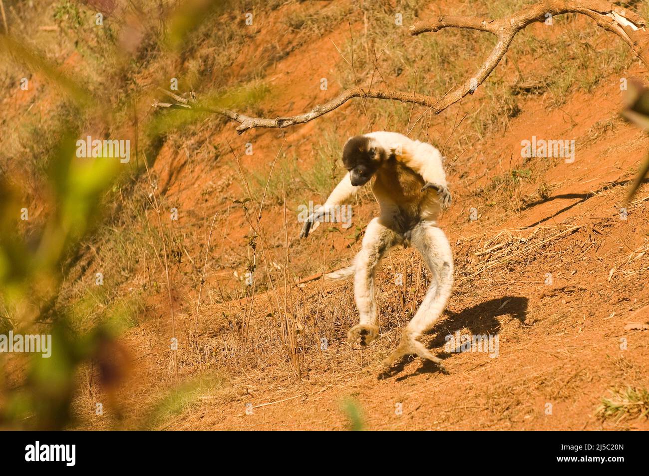 Crowned Sifaka (Propithecus coronatus) jumping, Endemic, Madagascar ...