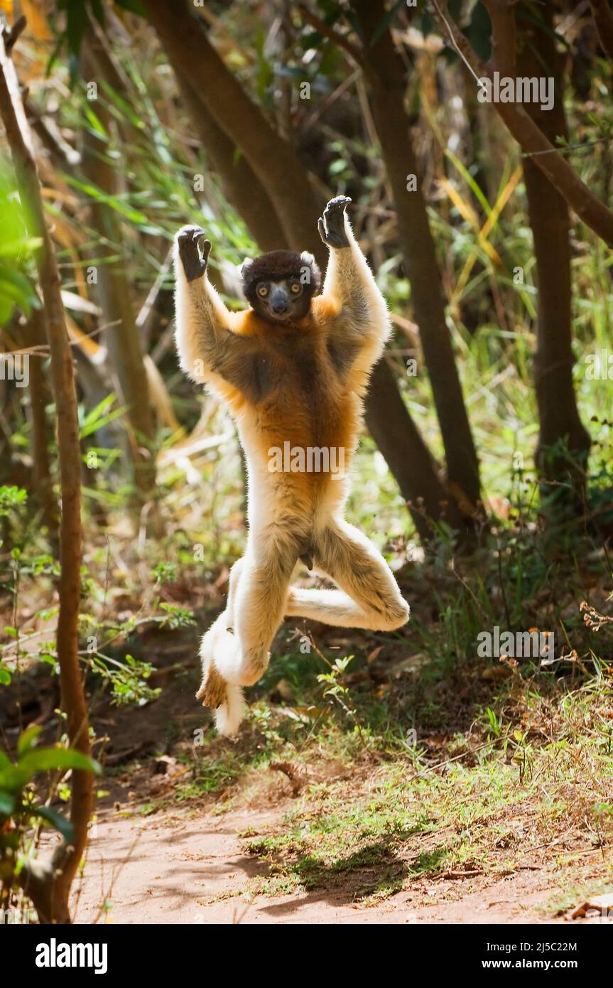 Endemic animals of madagascar hi-res stock photography and images - Alamy