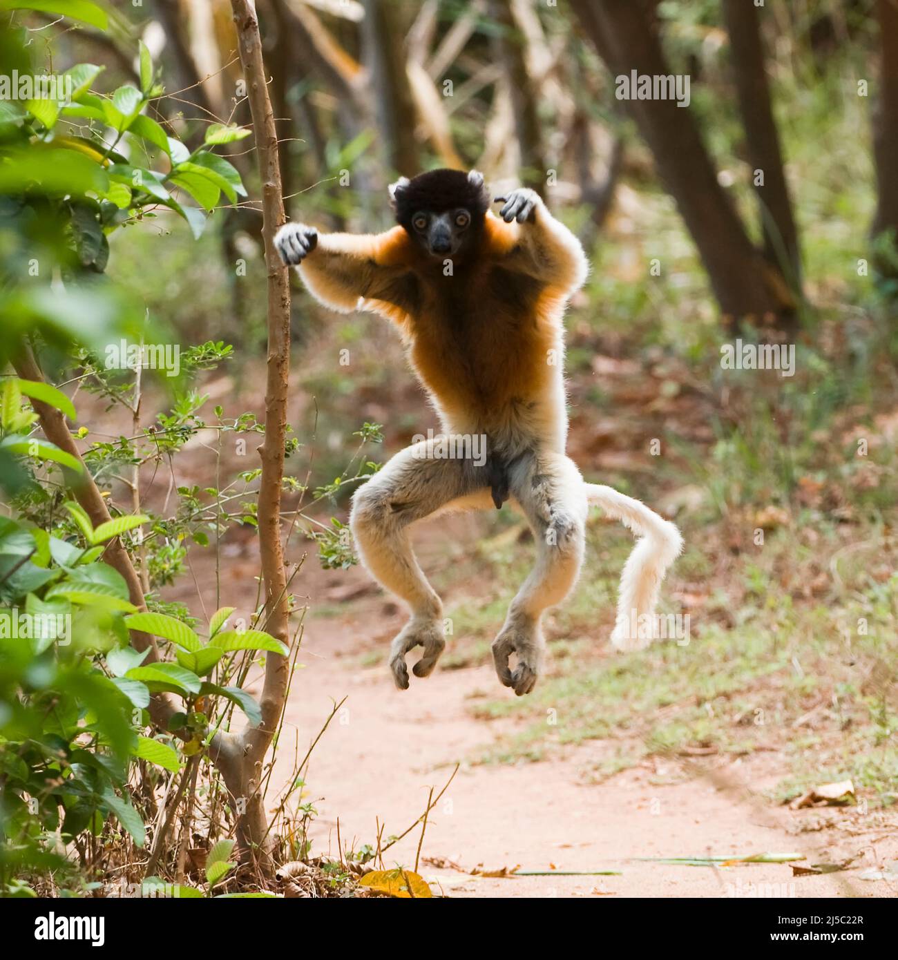 Crowned Sifaka (Propithecus coronatus) jumping, Endemic, Madagascar ...