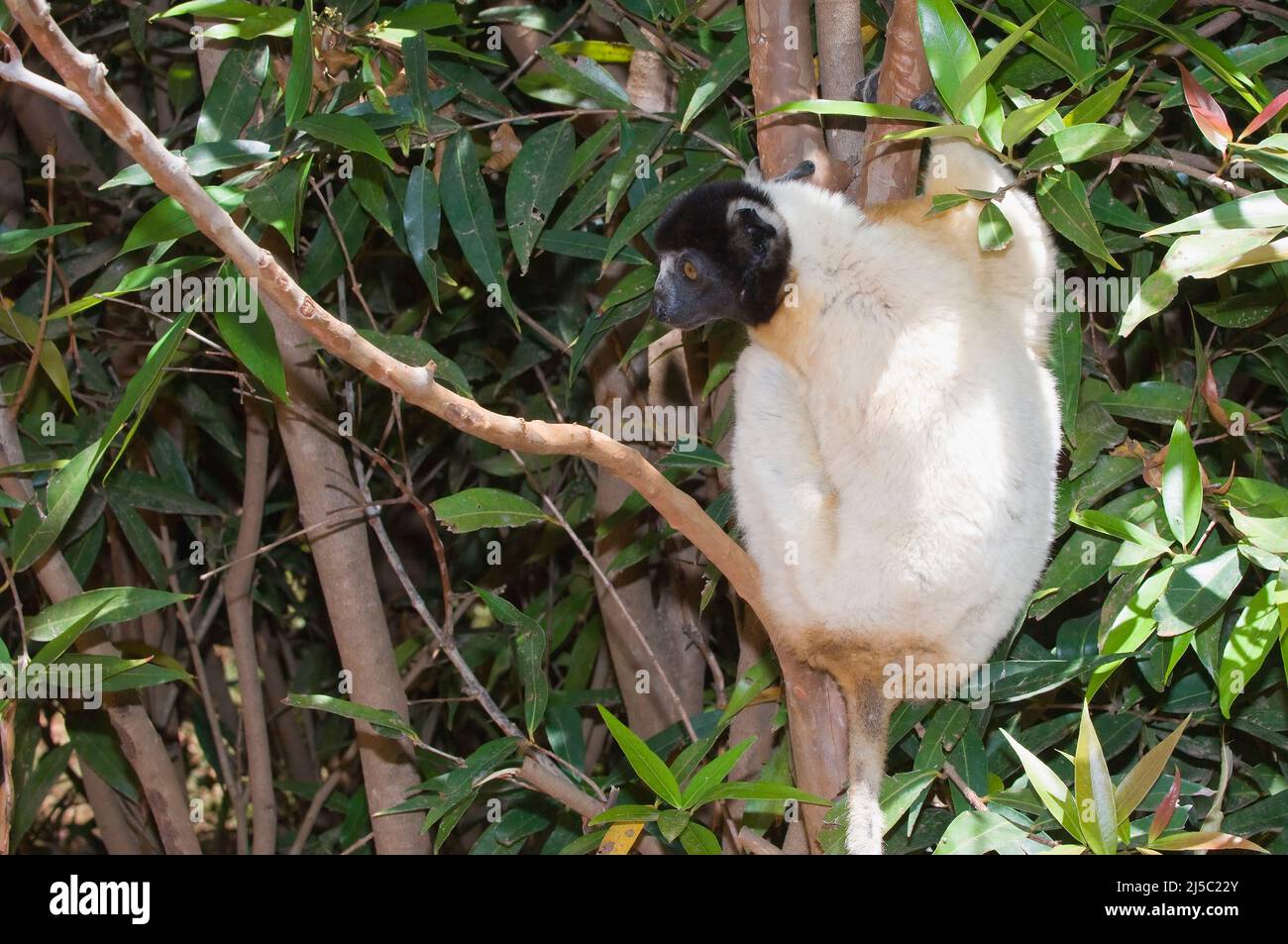 Crowned Sifaka (Propithecus coronatus) in a tree, Endemic, Madagascar ...