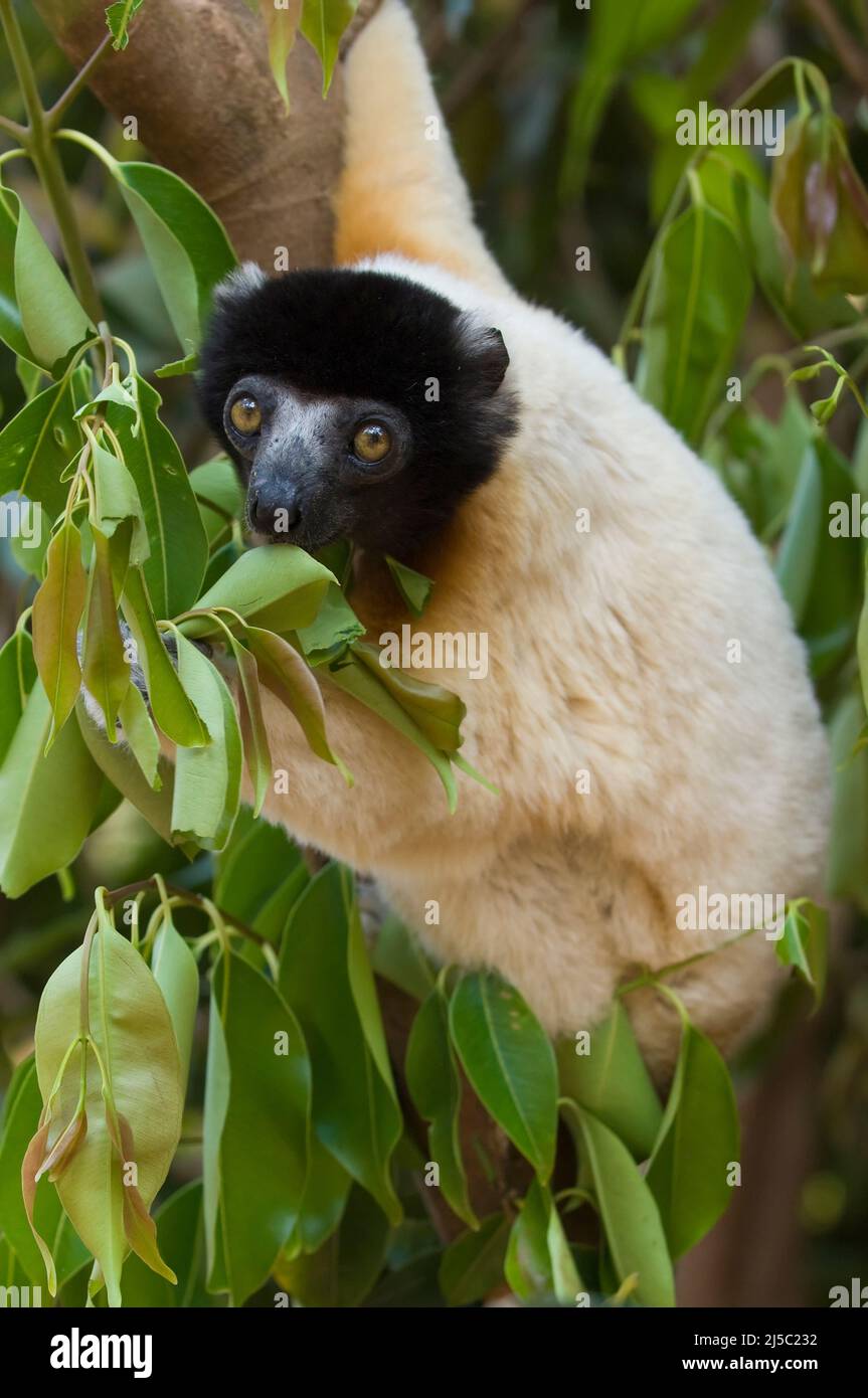 Crowned Sifaka (Propithecus coronatus) in a tree, Endemic, Madagascar ...