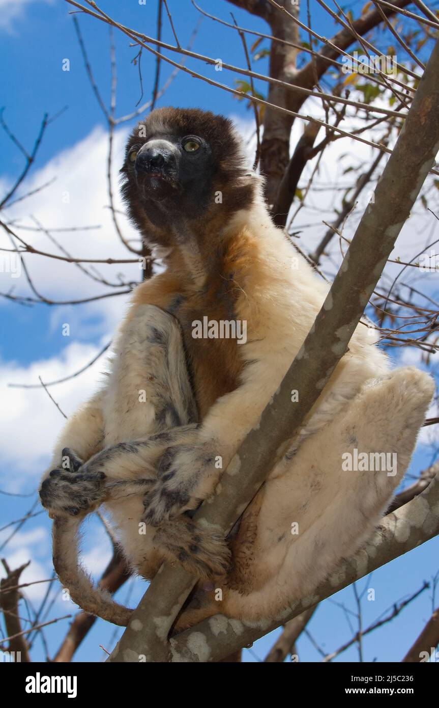 Crowned Sifaka (Propithecus coronatus) in a tree, Endemic, Madagascar ...