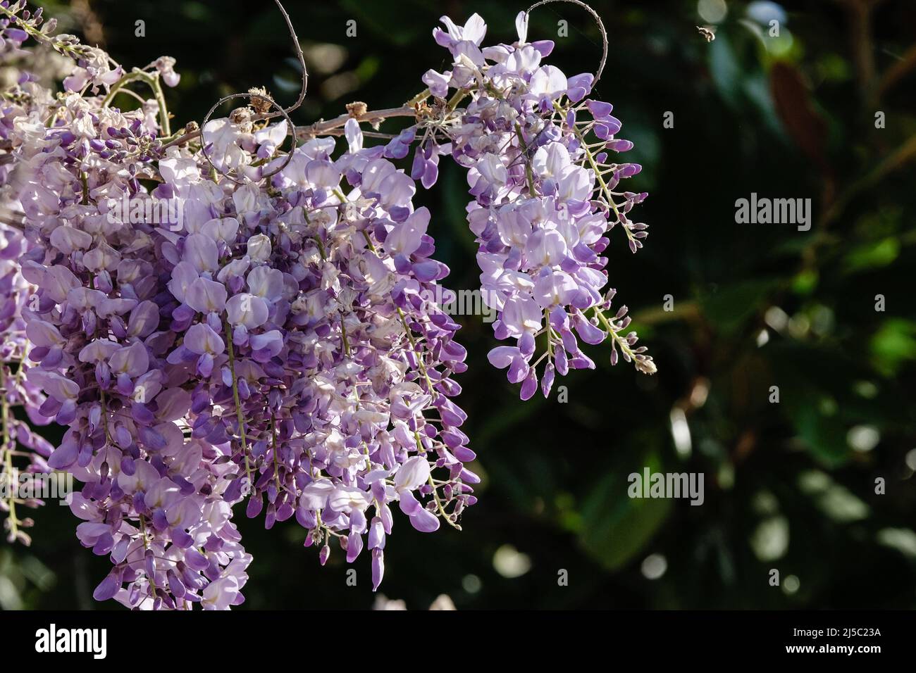 Lyon (France), 14 April 2022. Glycine in bloom Stock Photo - Alamy