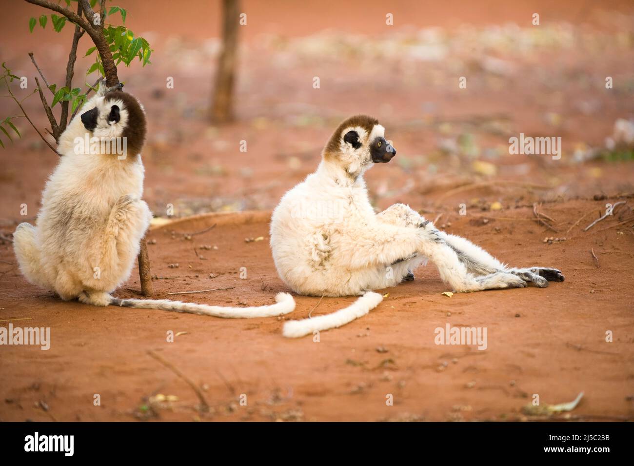 Propithecus verreauxi berenty reserve hi-res stock photography and ...