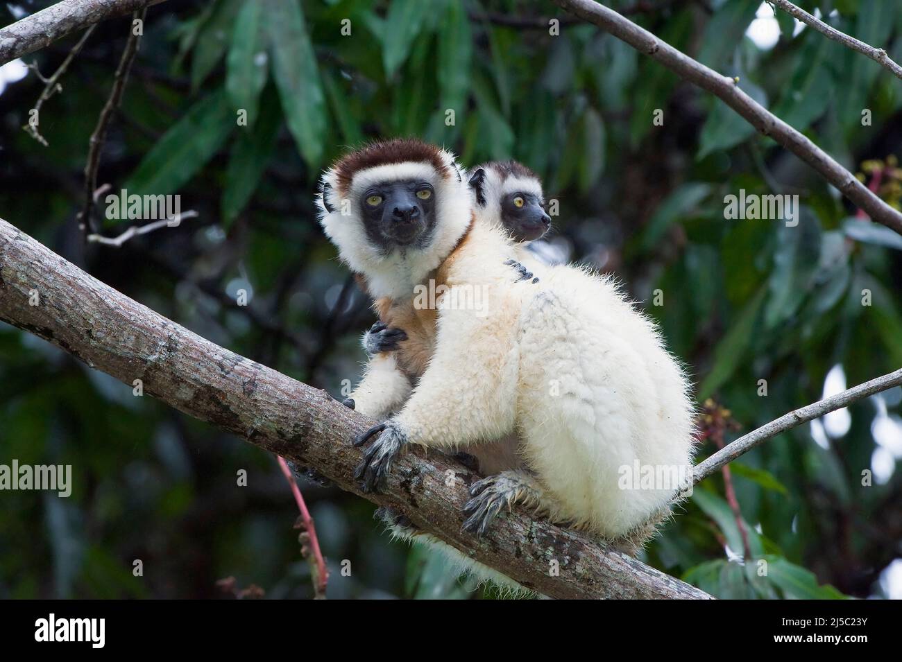 Verreaux's Sifaka (Propithecus verreauxi) with an infant, Nahampoana ...