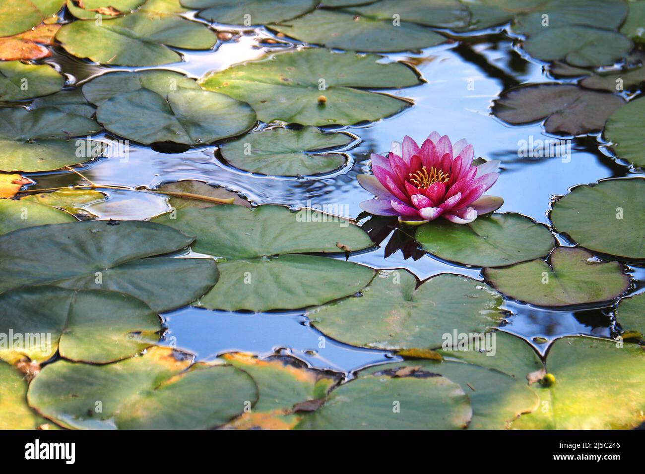 A pink water lily in a pond with patches of sunlight Stock Photo - Alamy