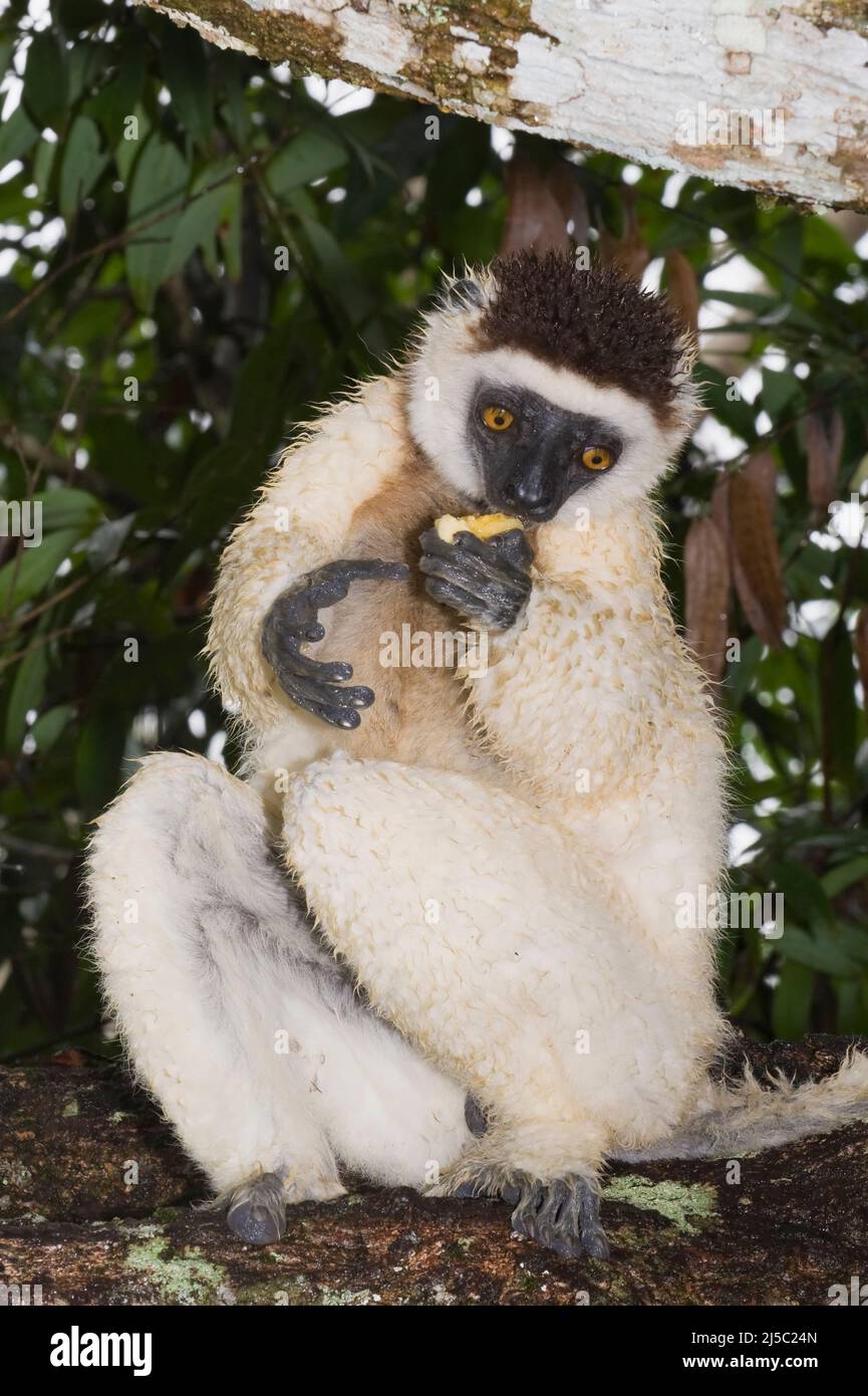 Verreaux's Sifaka (Propithecus verreauxi) eating, Nahampoana Reserve ...